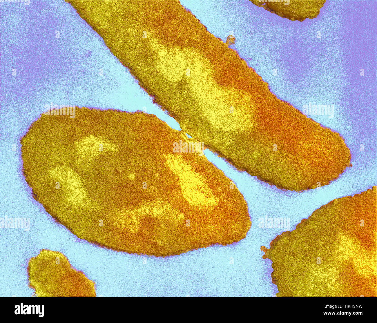 Mating bacteria hi-res stock photography and images - Alamy