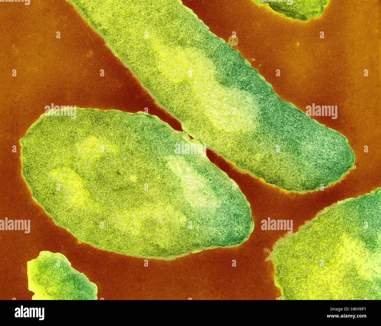 Mating bacteria hi-res stock photography and images - Alamy