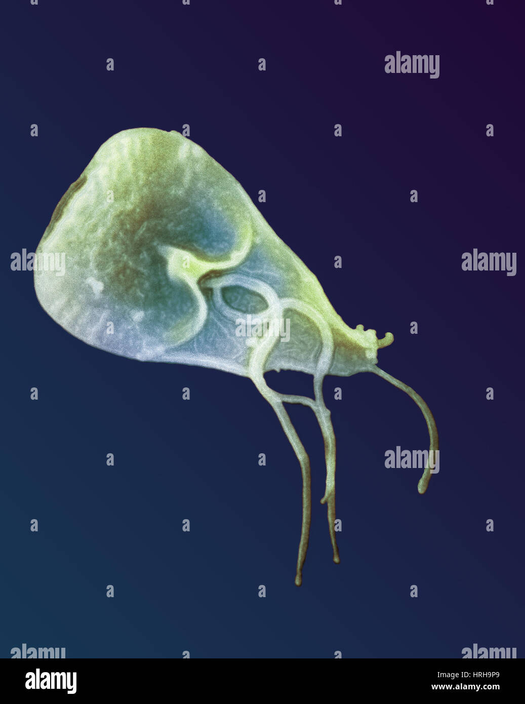 Giardia lamblia hi-res stock photography and images - Alamy