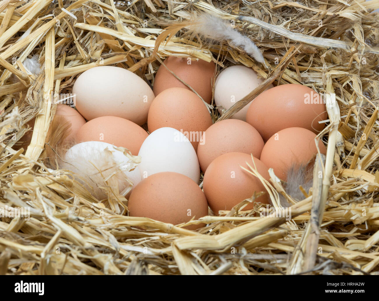 Free Range Chicken Eggs