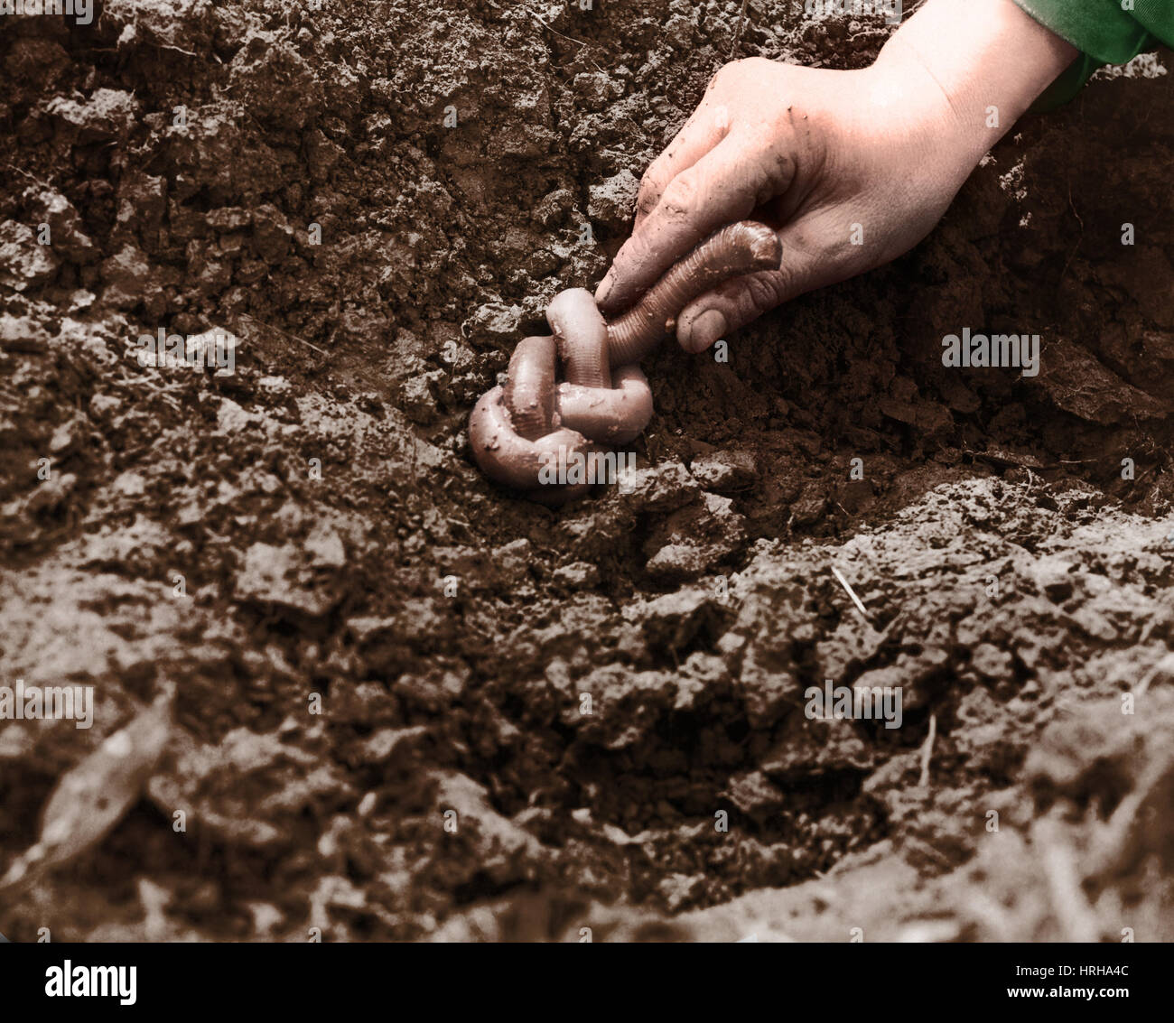 Giant earthworm australian hi-res stock photography and images - Alamy