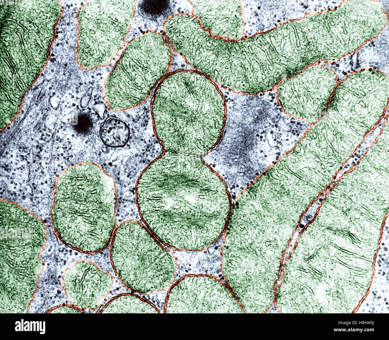 Mitochondria Micrograph Stock Photos & Mitochondria Micrograph Stock ...