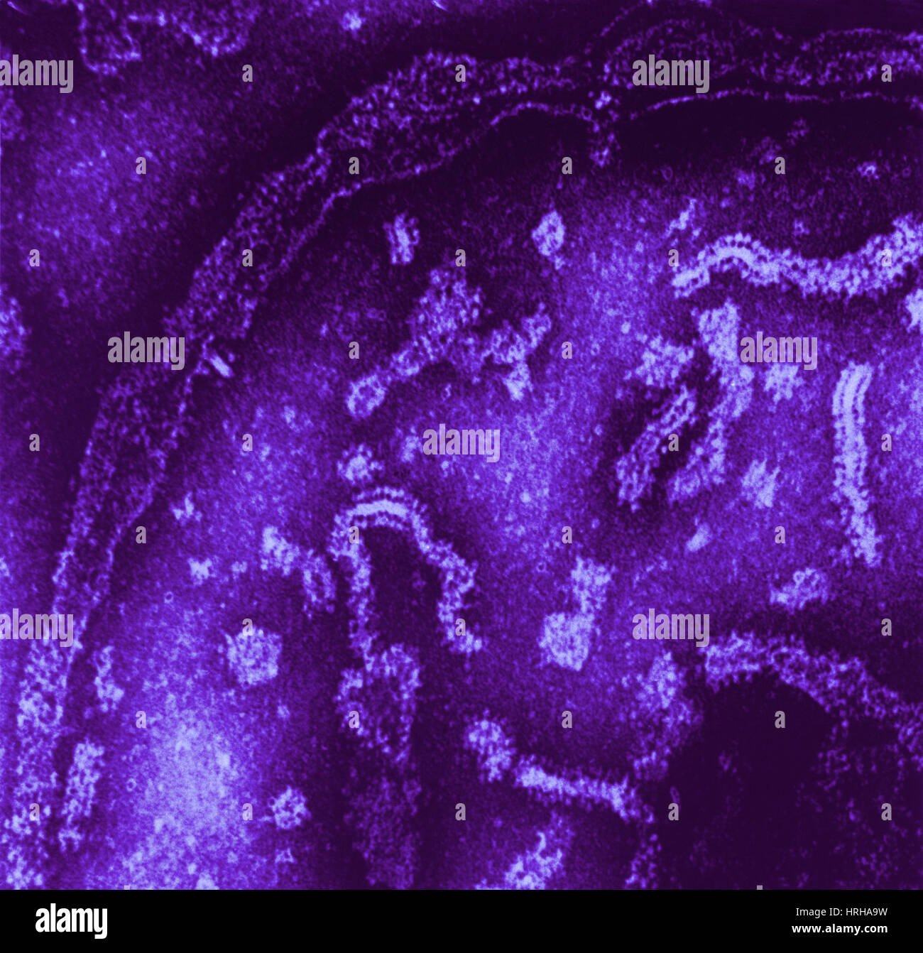 Histology heart hi-res stock photography and images - Alamy