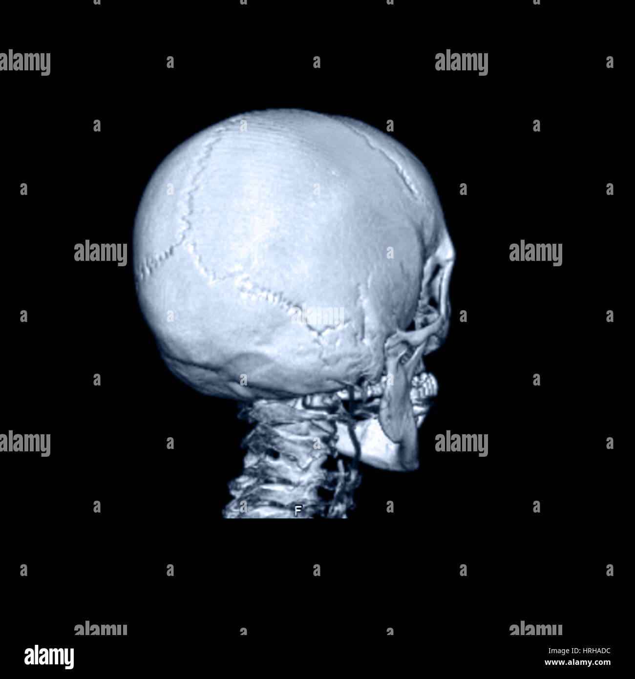 Human skeleton reconstruction hi-res stock photography and images - Alamy