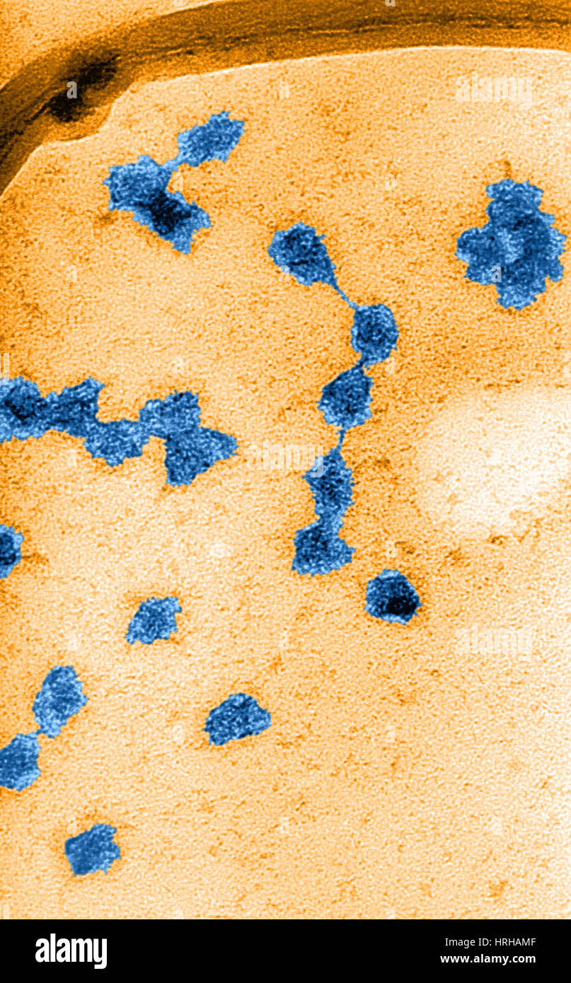 Ribosome tem hi-res stock photography and images - Alamy