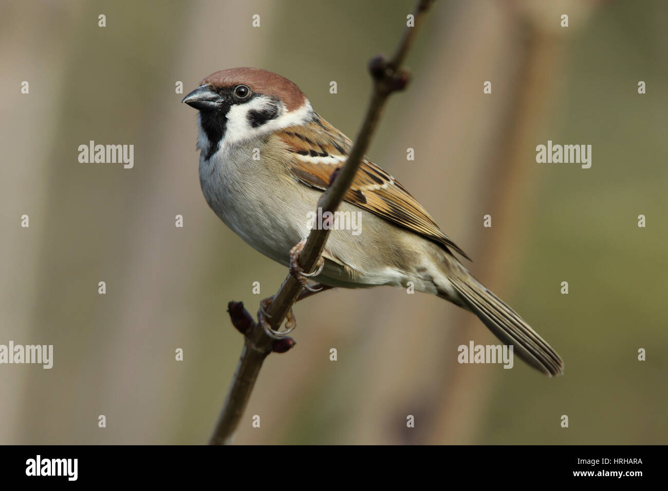 Chestnut cheek patch hi-res stock photography and images - Alamy