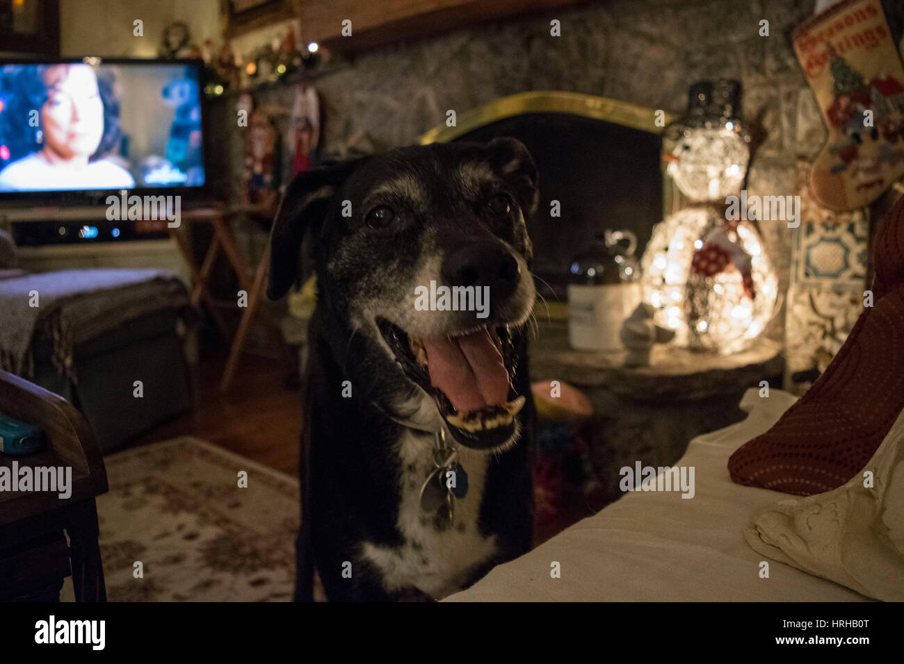 Fichter hi-res stock photography and images - Alamy