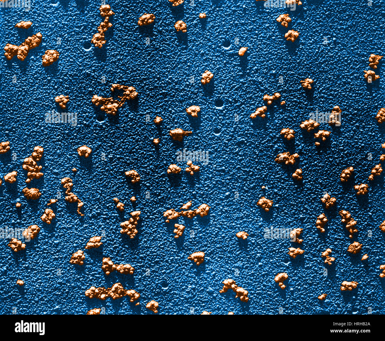 Ribosome tem hi-res stock photography and images - Alamy