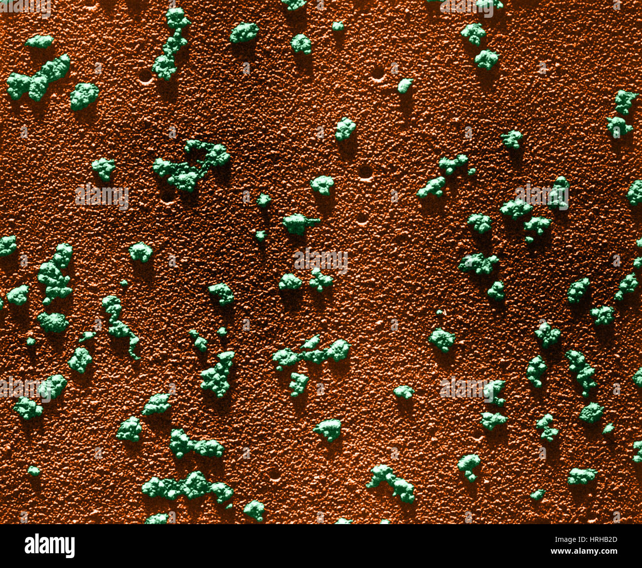 Polyribosome hi-res stock photography and images - Alamy