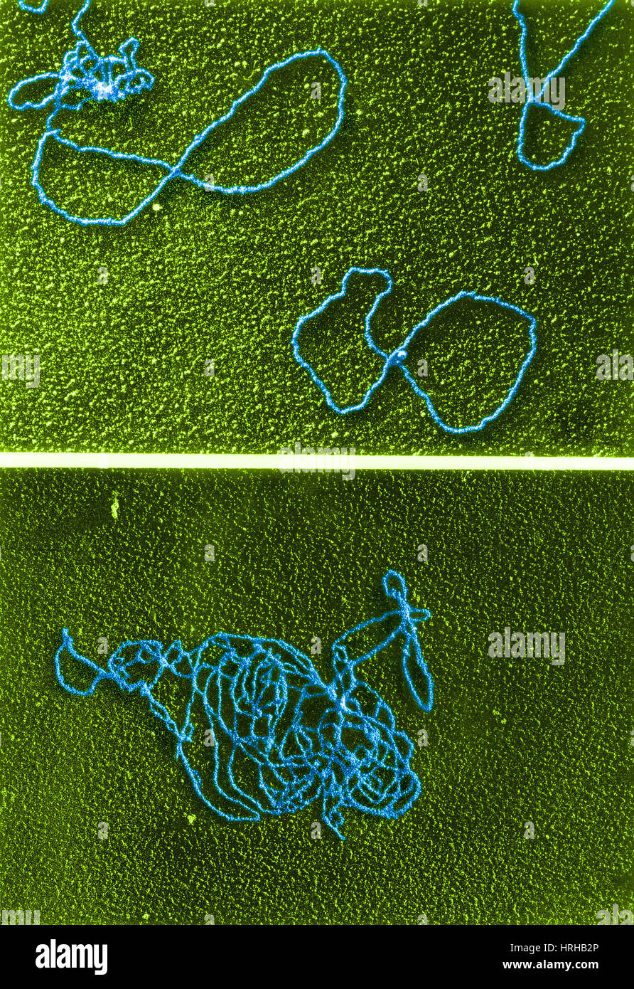 TEMs of DNA and Reaction Stock Photo - Alamy