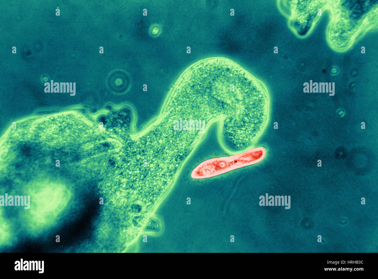 Amoeba micrograph hi-res stock photography and images - Alamy