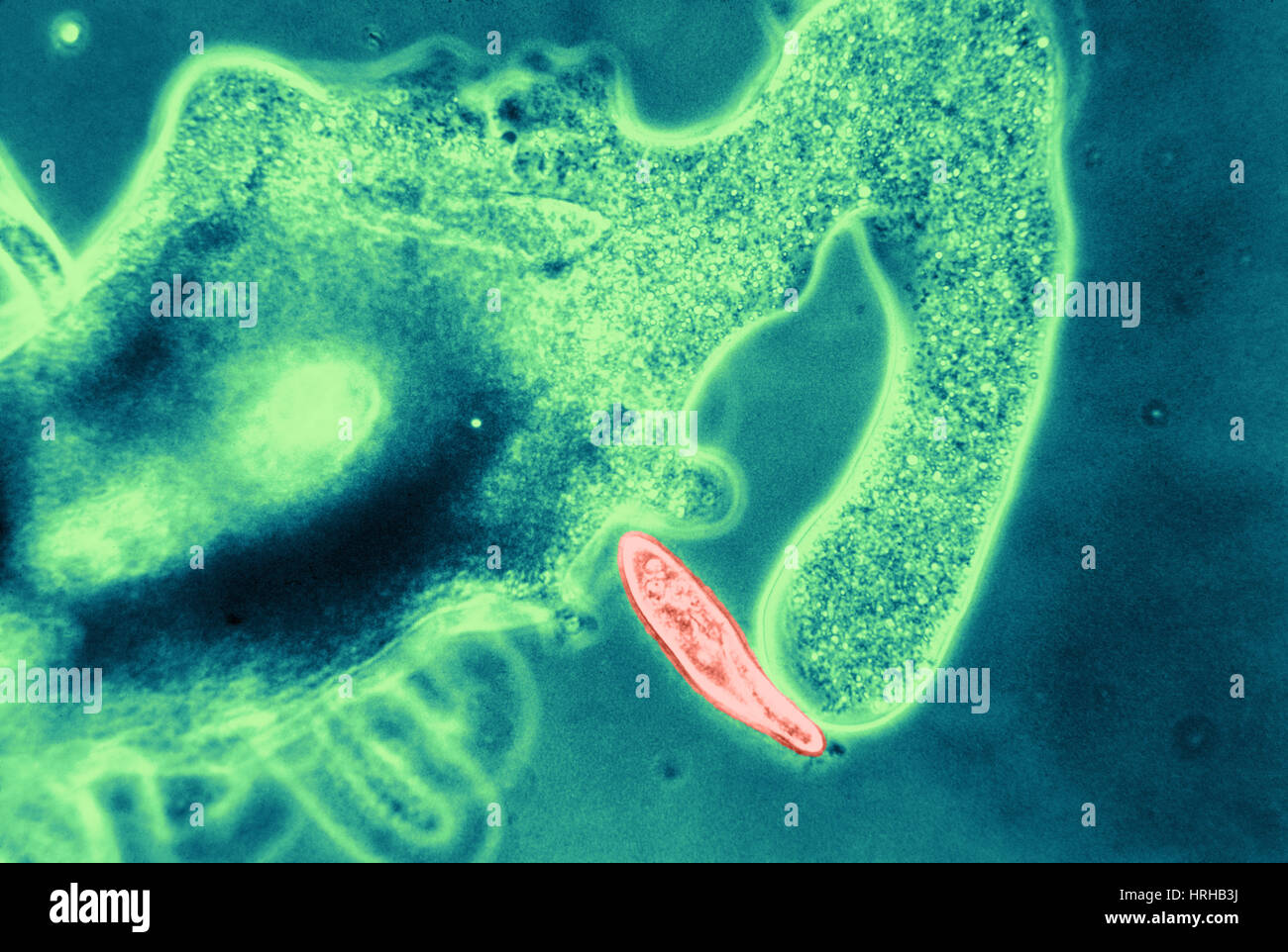 Microscopy Amoeba Stock Photos & Microscopy Amoeba Stock Images - Alamy