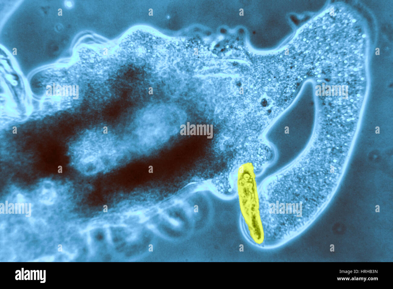 Amoeba micrograph hi-res stock photography and images - Alamy
