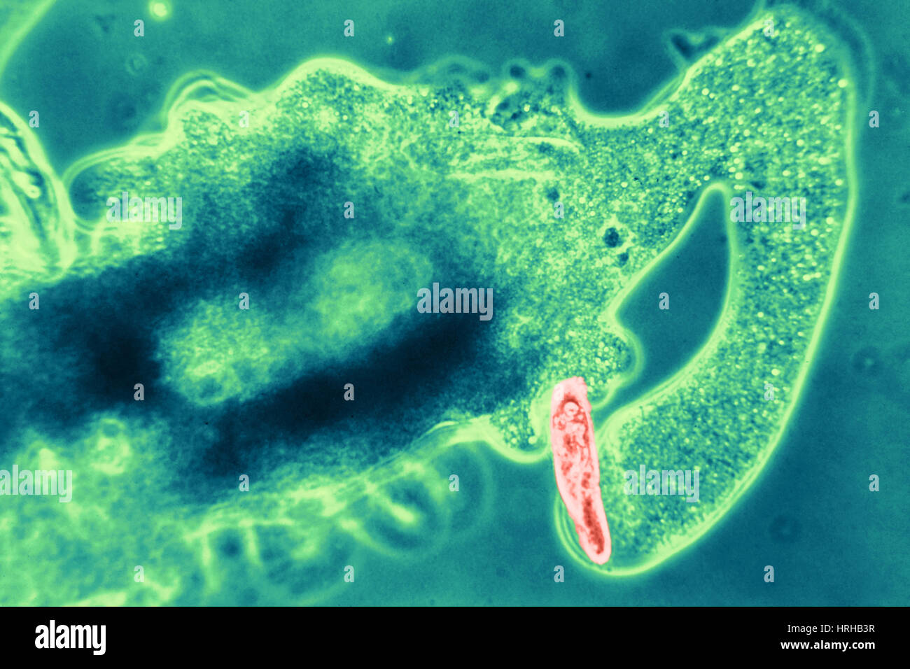 Light microscopy of an amoeba hi-res stock photography and images - Alamy