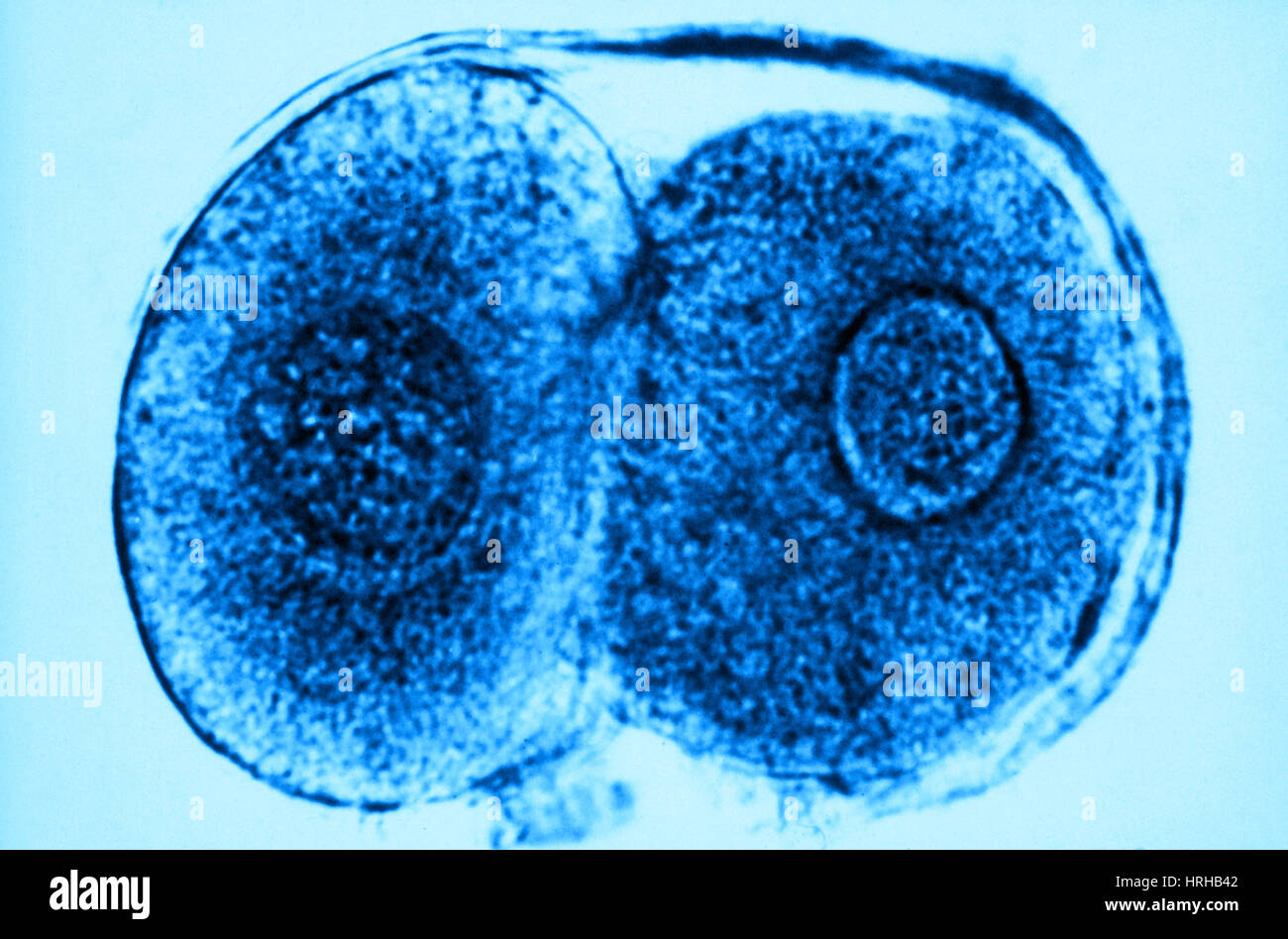Zygote cell division hi-res stock photography and images - Alamy
