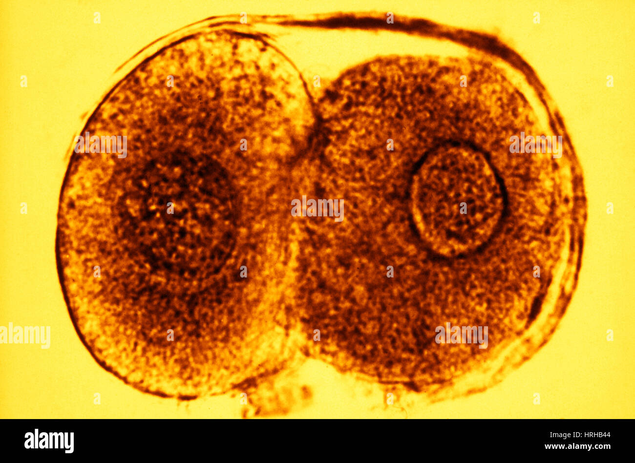 Zygote cell division hi-res stock photography and images - Alamy