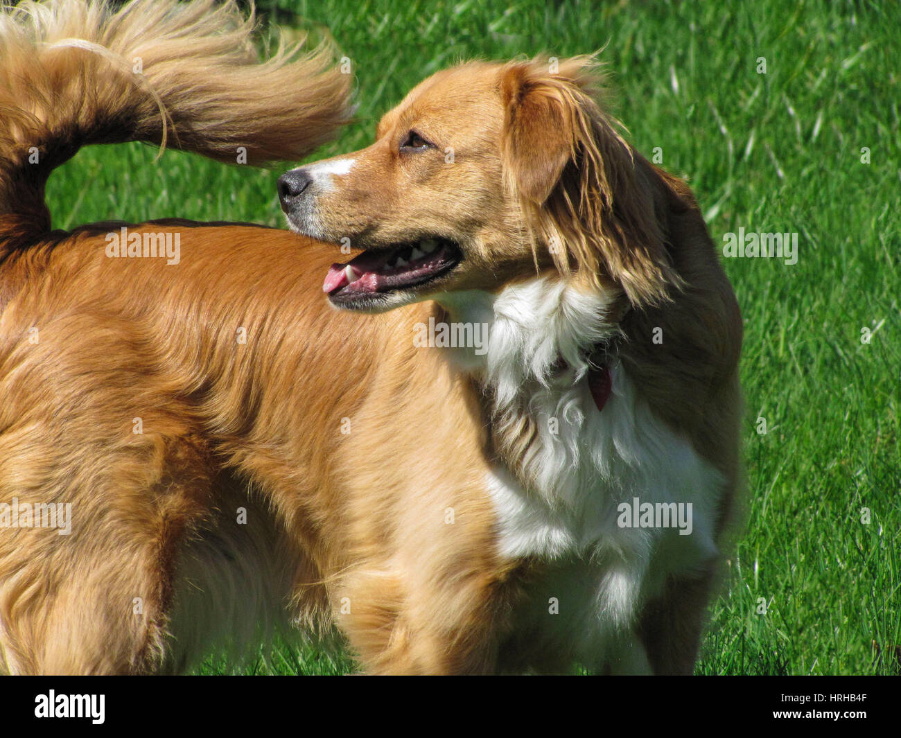 Fichter hi-res stock photography and images - Alamy
