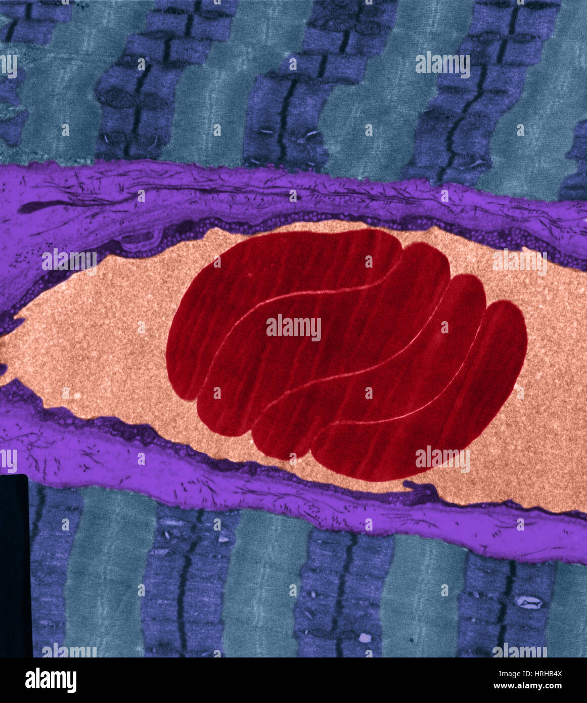 Micrograph blood capillary hi-res stock photography and images - Alamy