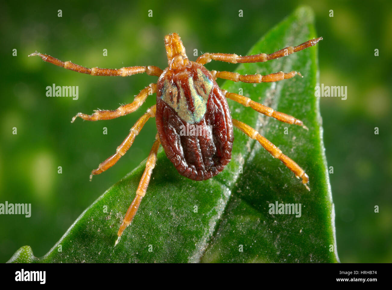Gulf Coast Tick Stock Photo - Alamy