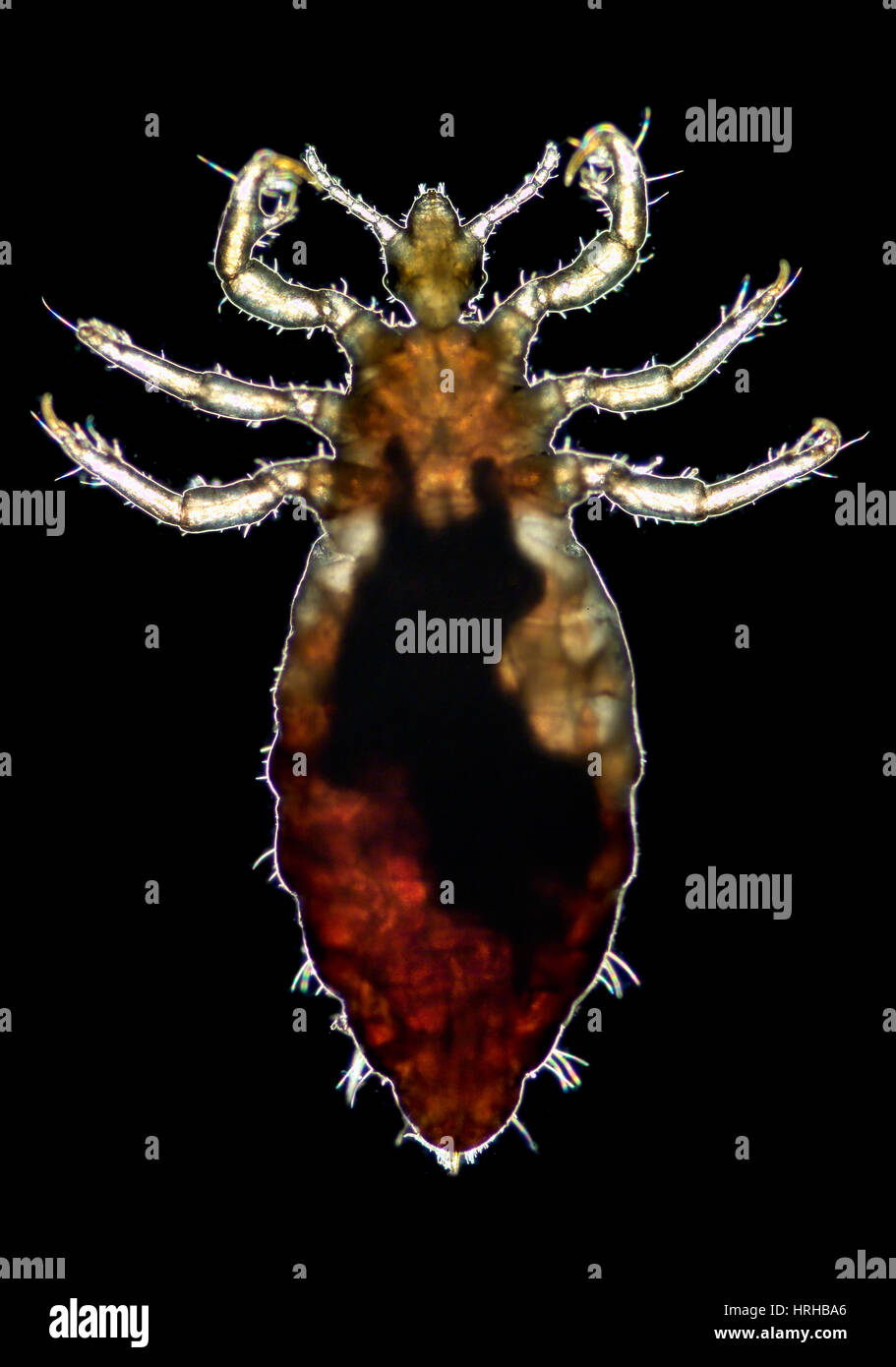 Body louse pediculus humanus corporis hi-res stock photography and ...