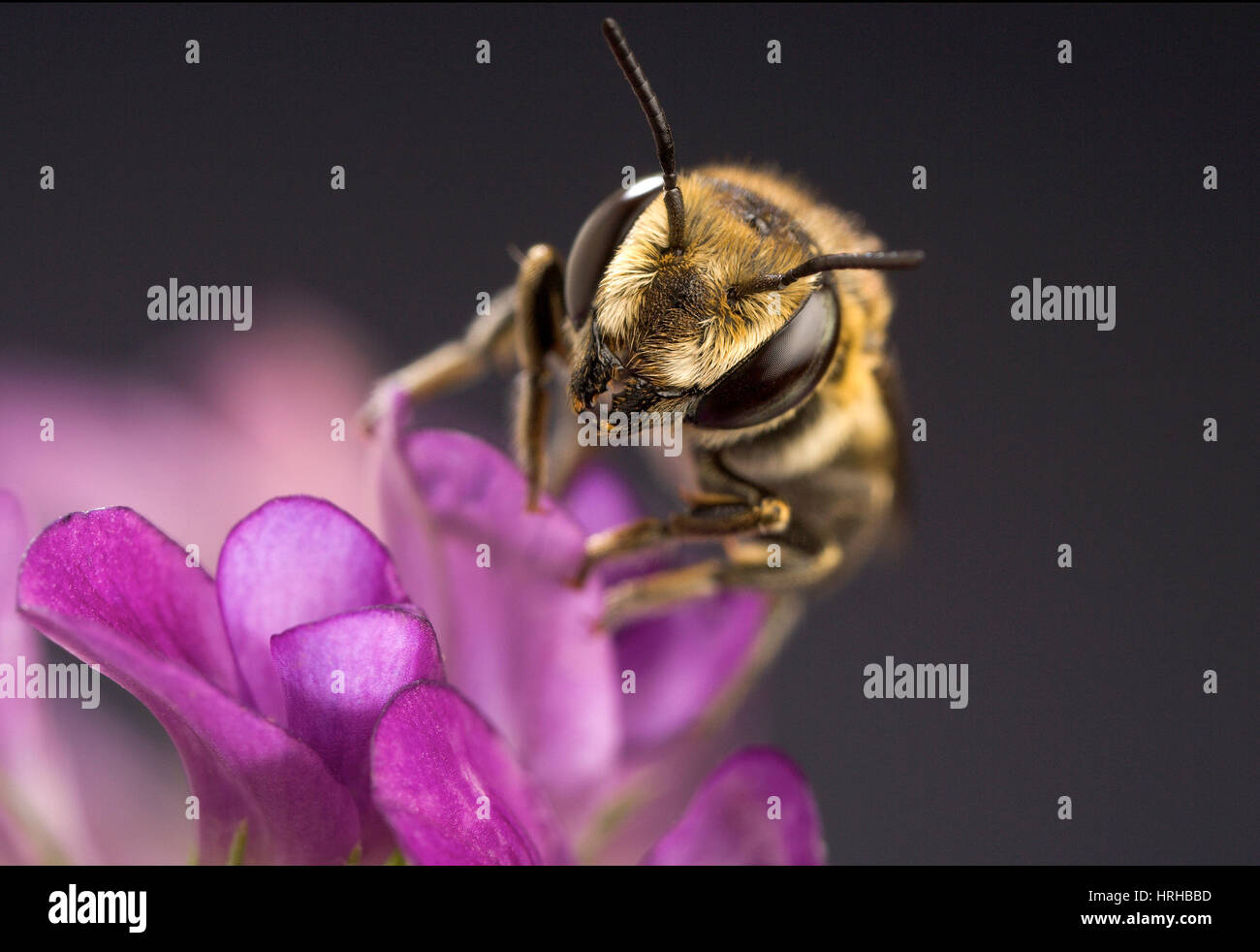 Alfalfa Leafcutter Bee Stock Photo - Alamy