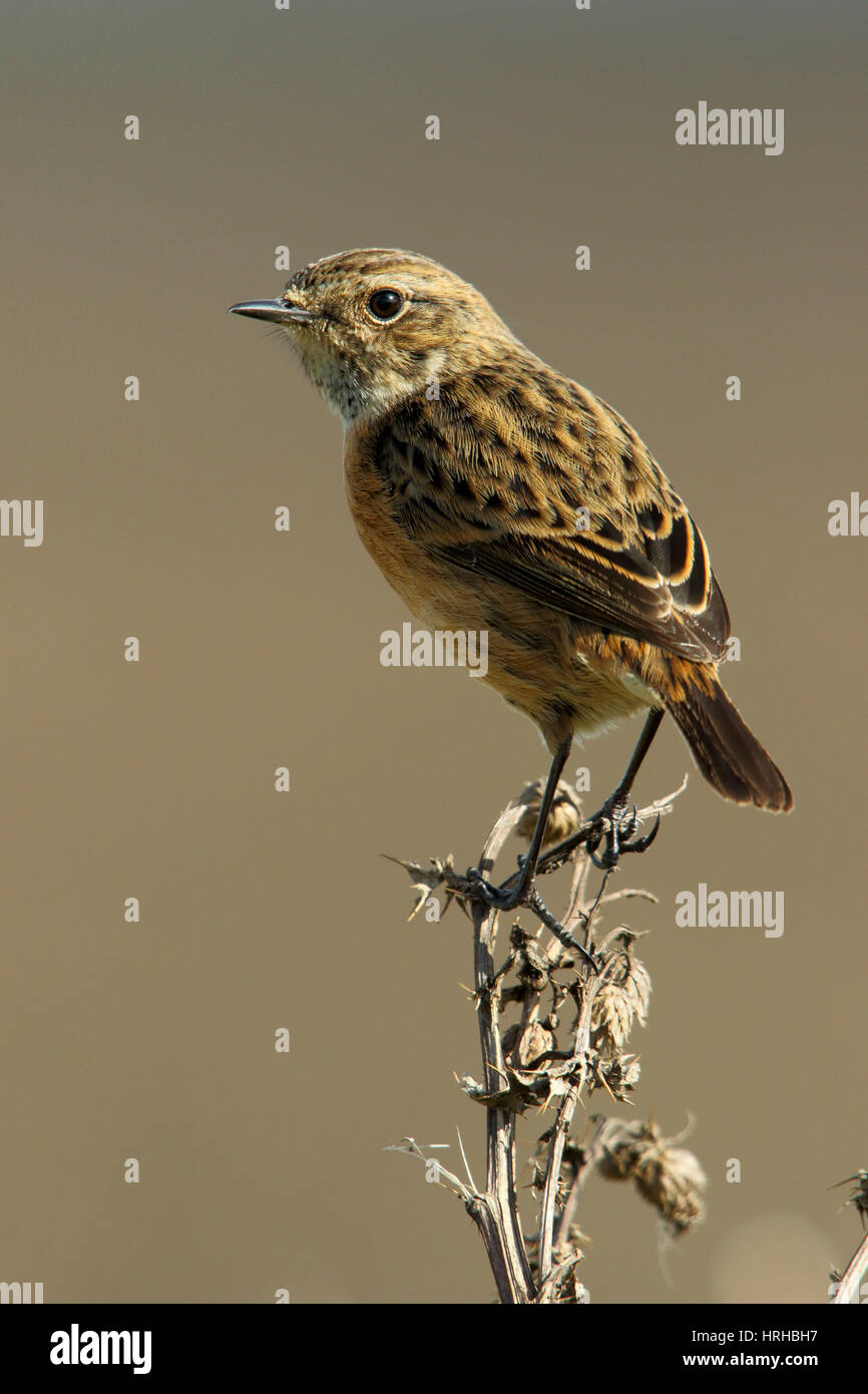 Female european stonechat hi-res stock photography and images - Alamy