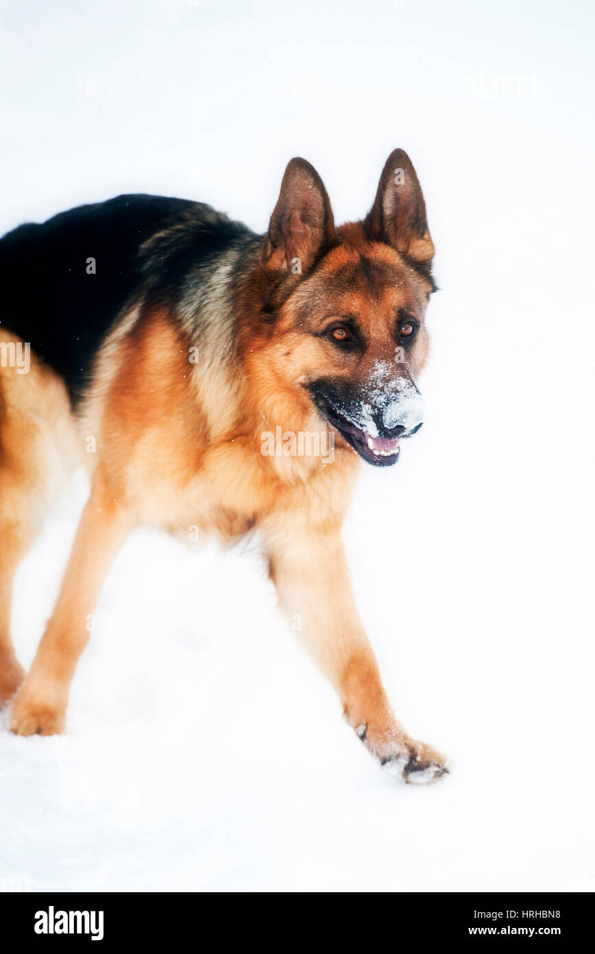 Deutscher Schaeferhund im Schnee - sheepdog in snow Stock Photo - Alamy