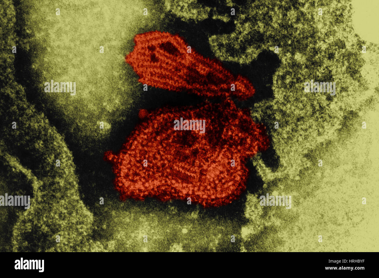 Paramyxovirus paramyxoviridae hi-res stock photography and images - Alamy
