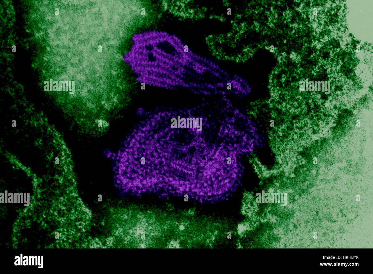 Paramyxovirus High Resolution Stock Photography and Images - Alamy
