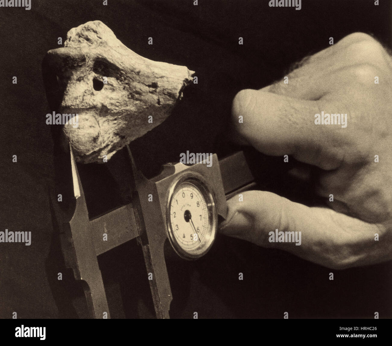 Dinosaur Bone Being Measured Stock Photo - Alamy