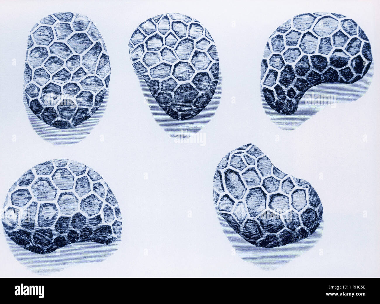 Poppy botanical drawing hi-res stock photography and images - Alamy