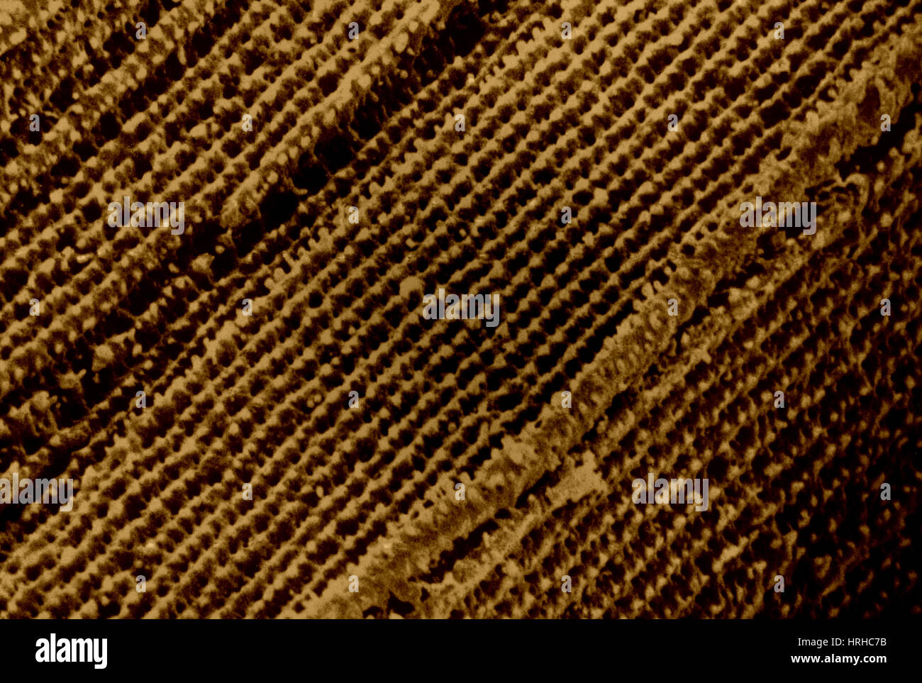 Eye lens sem hi-res stock photography and images - Alamy