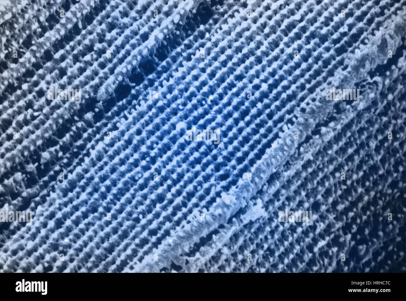 Eye lens sem hi-res stock photography and images - Alamy