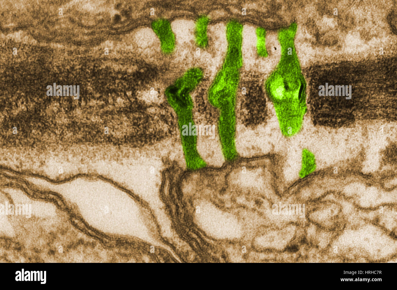 Cell Wall Plasmodesmata High Resolution Stock Photography and Images ...