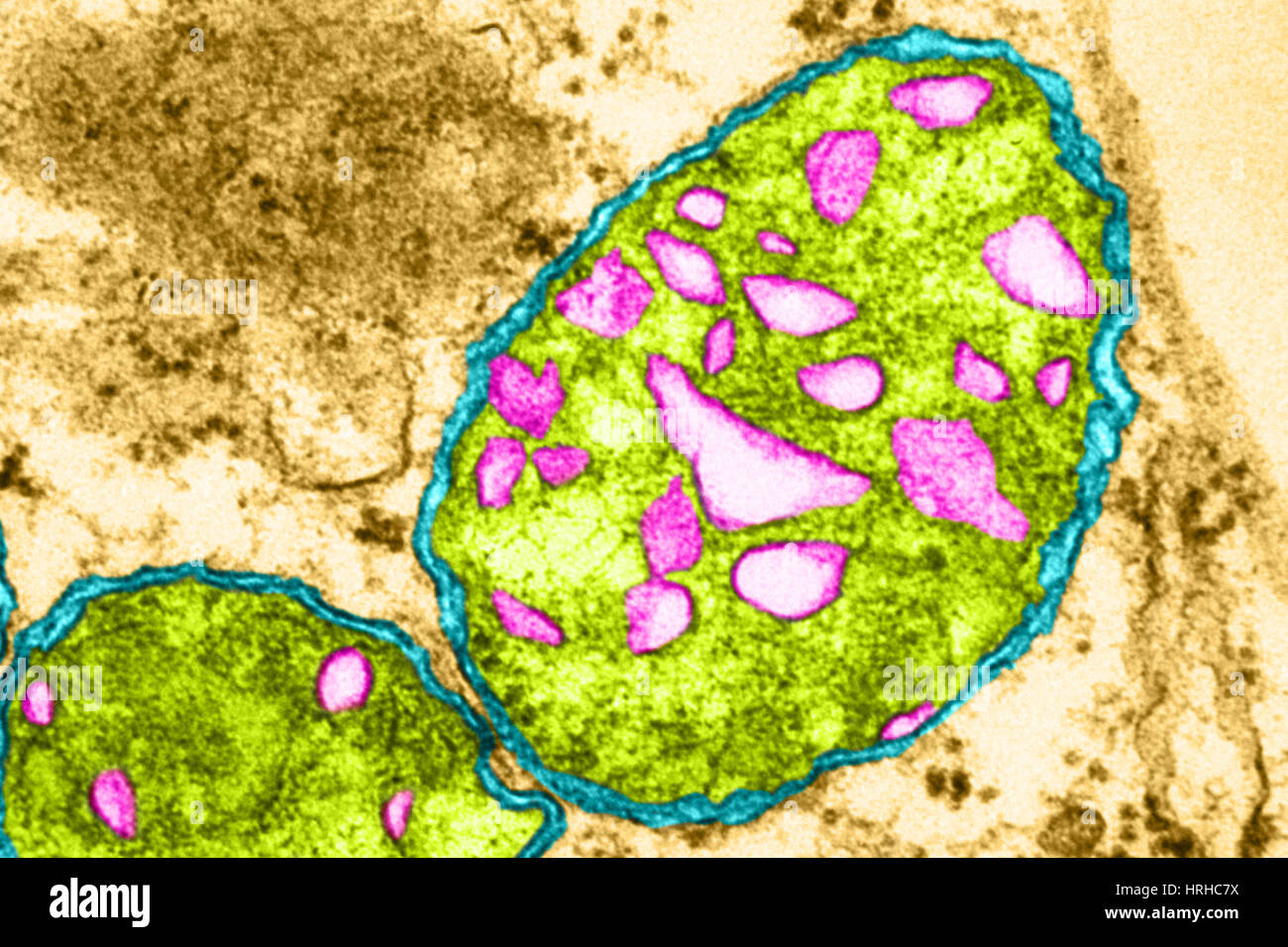 Tem plant cell hi-res stock photography and images - Alamy