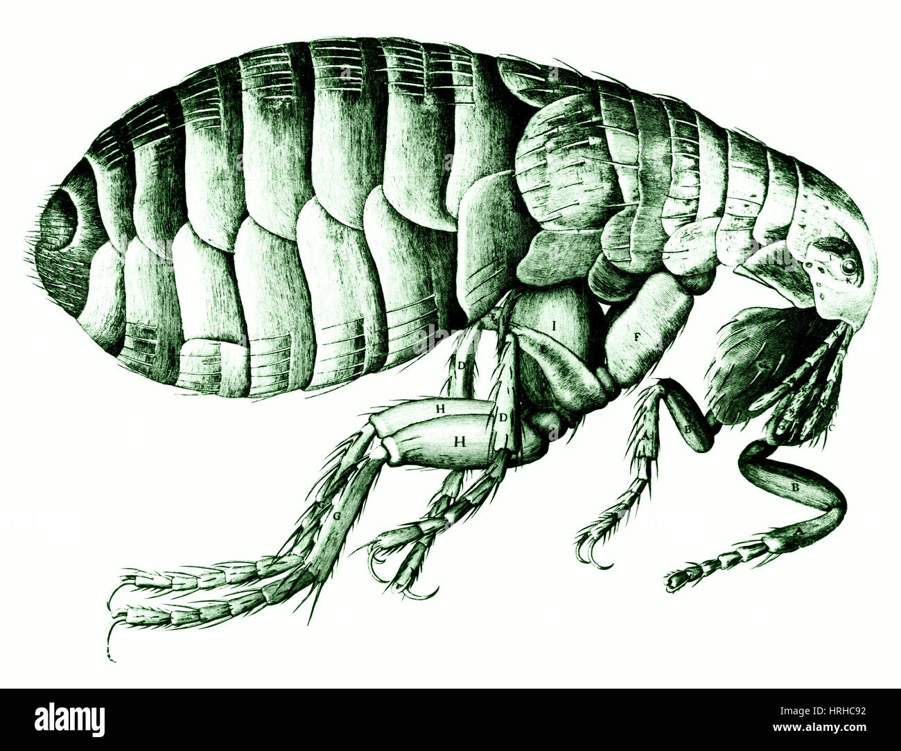 Robert hooke drawing hi-res stock photography and images - Alamy
