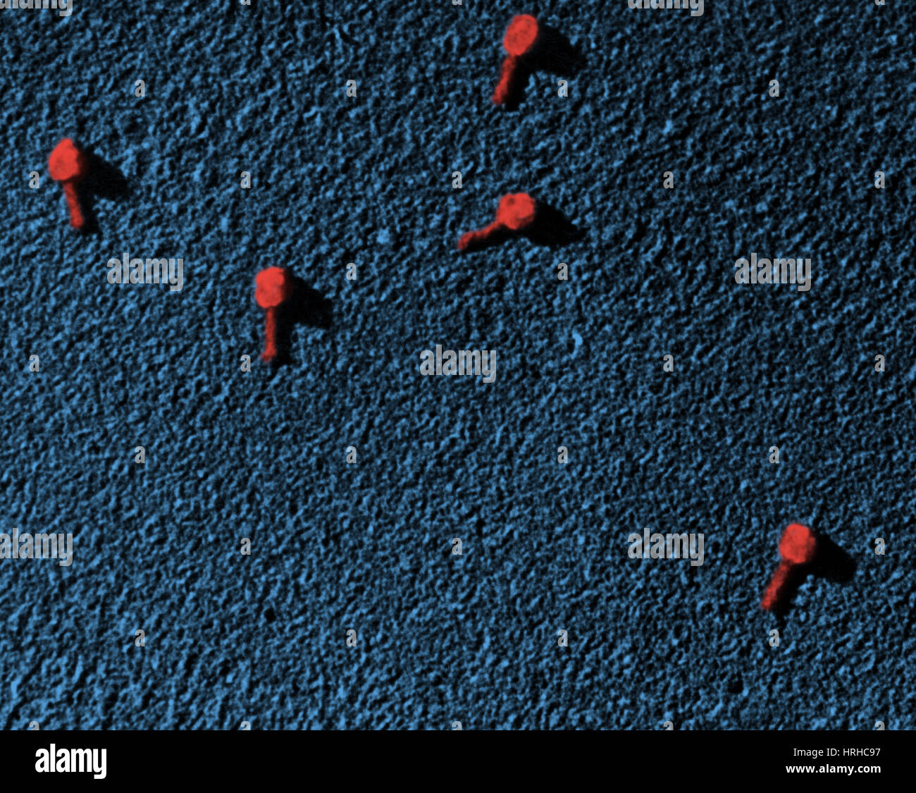 Enterobacteria phage t2 hi-res stock photography and images - Alamy