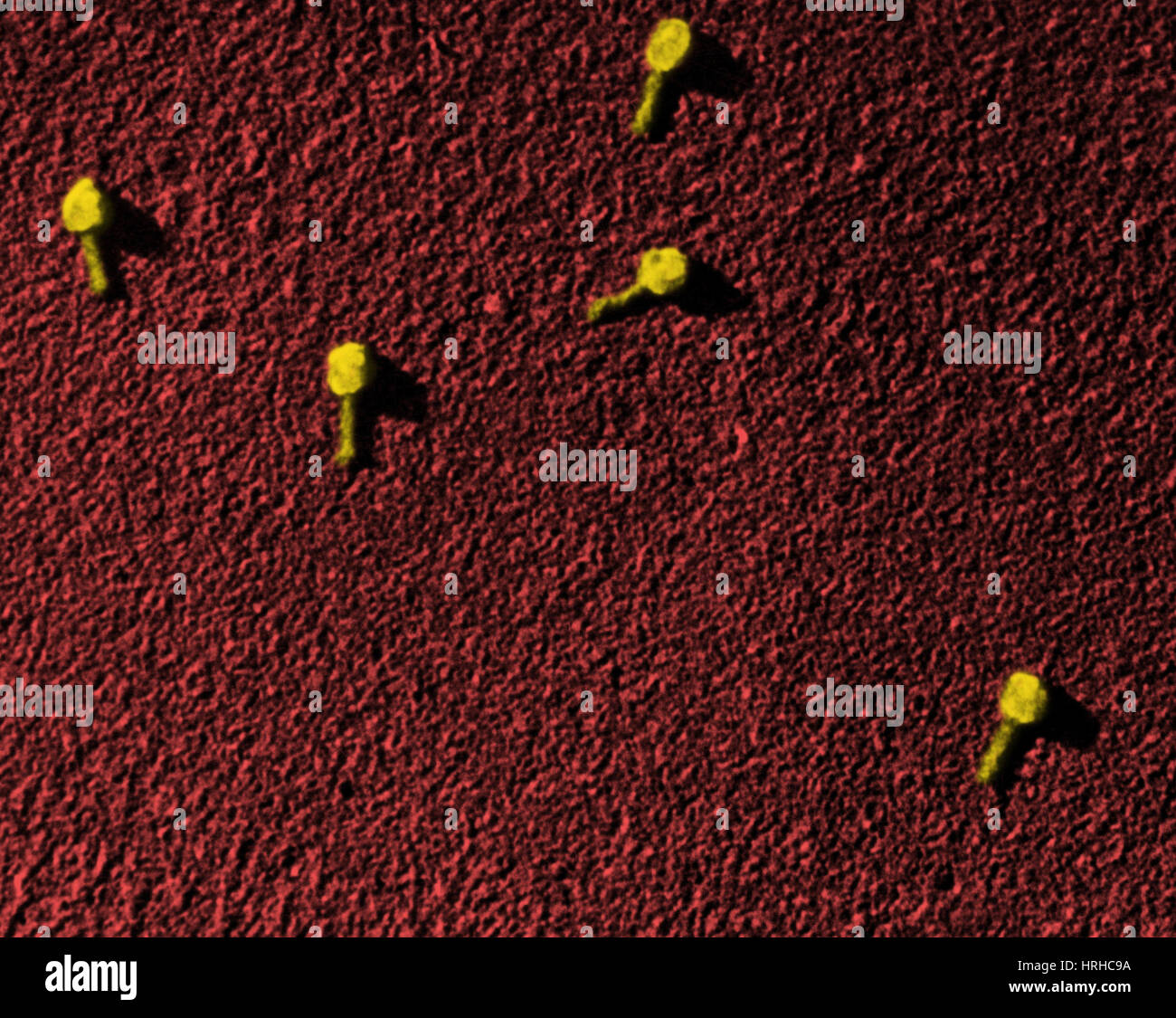 Bacteriophage T2 High Resolution Stock Photography and Images - Alamy