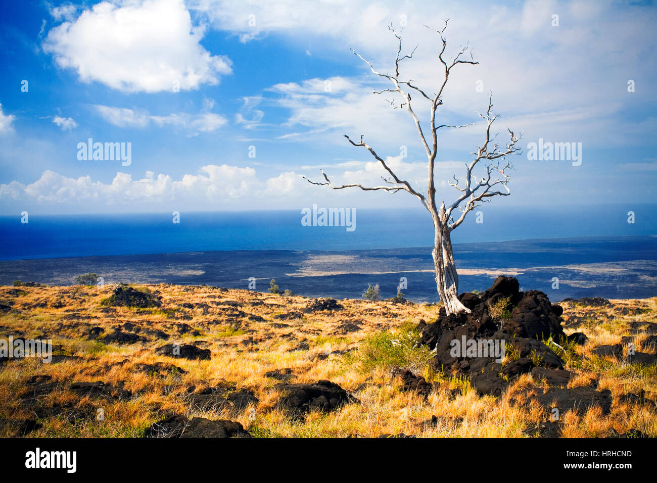 Weathered Tree, Volcanoes National Park, Big Island, Hawaii Stock Photo ...