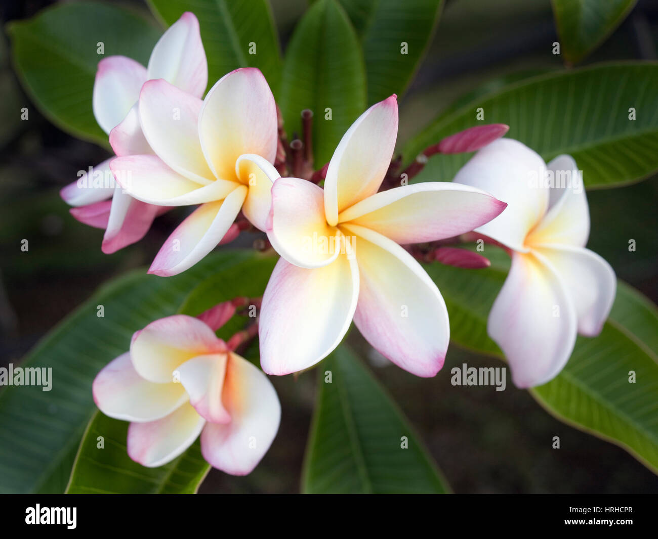 Plumeria Flower, Hawaii Stock Photo - Alamy