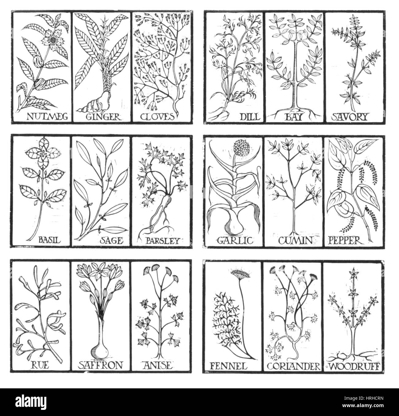 Annual or perennial herbs Black and White Stock Photos & Images - Alamy