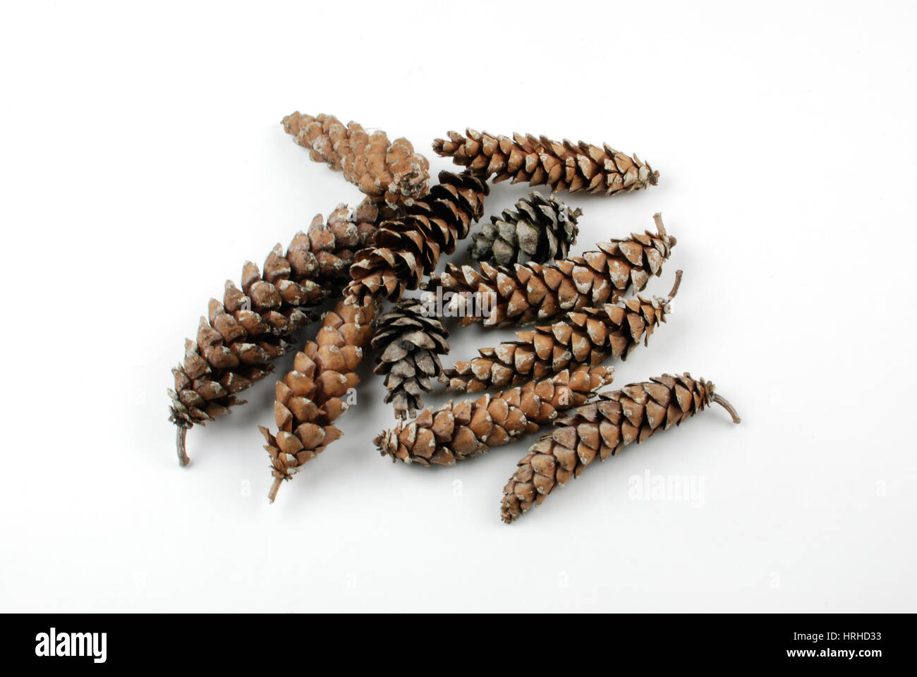 Connecticut pine cones hi-res stock photography and images - Alamy