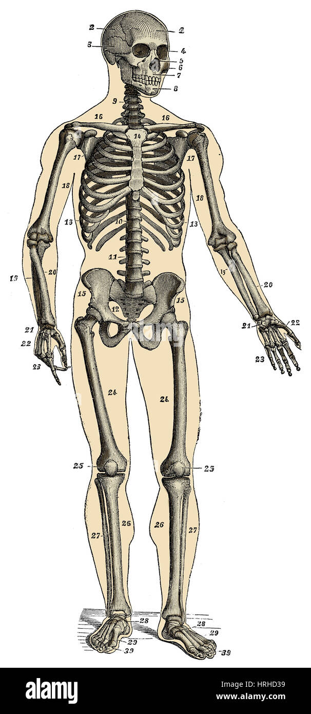 Homo sapien hi-res stock photography and images - Alamy