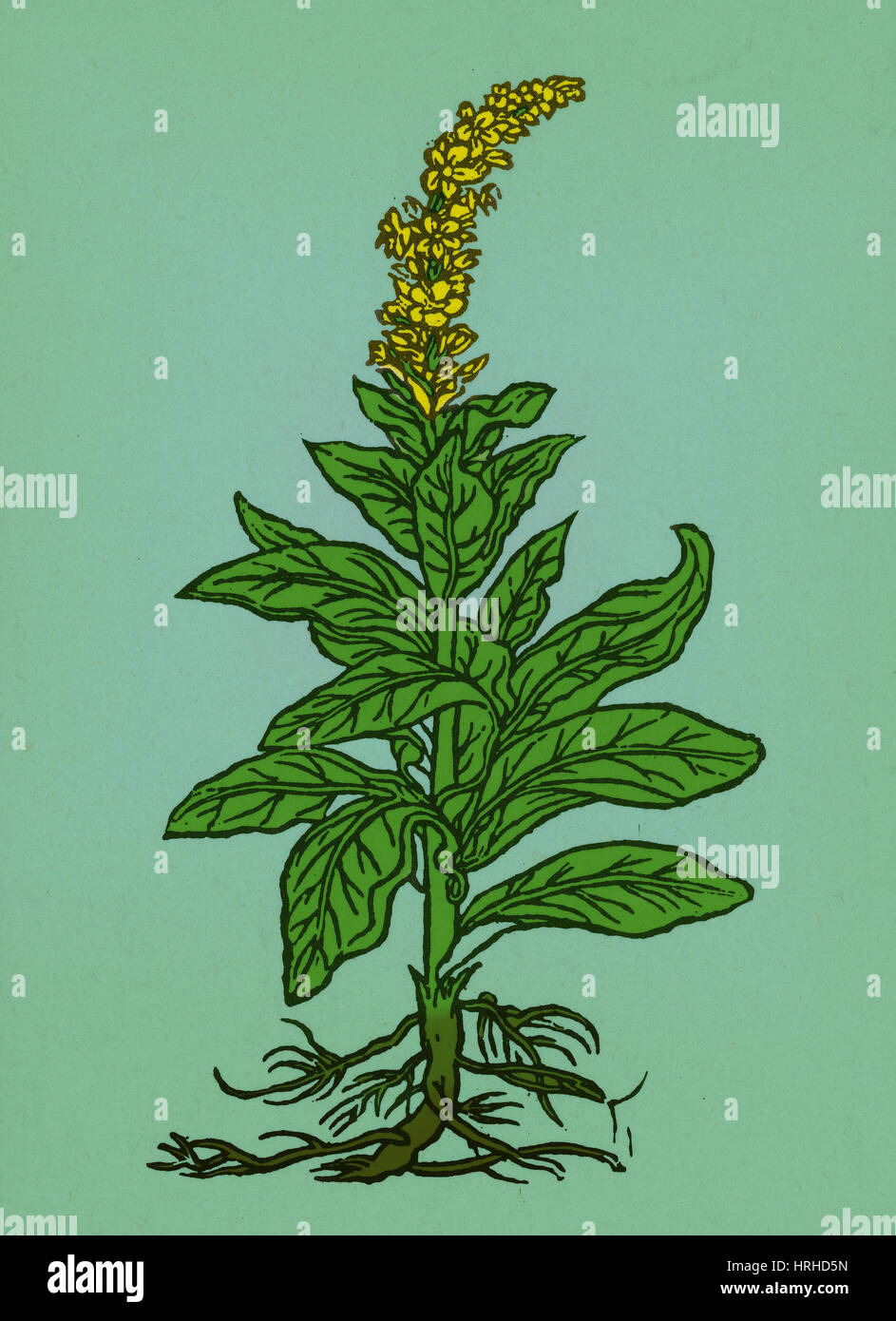 Common mullein flower hi-res stock photography and images - Alamy