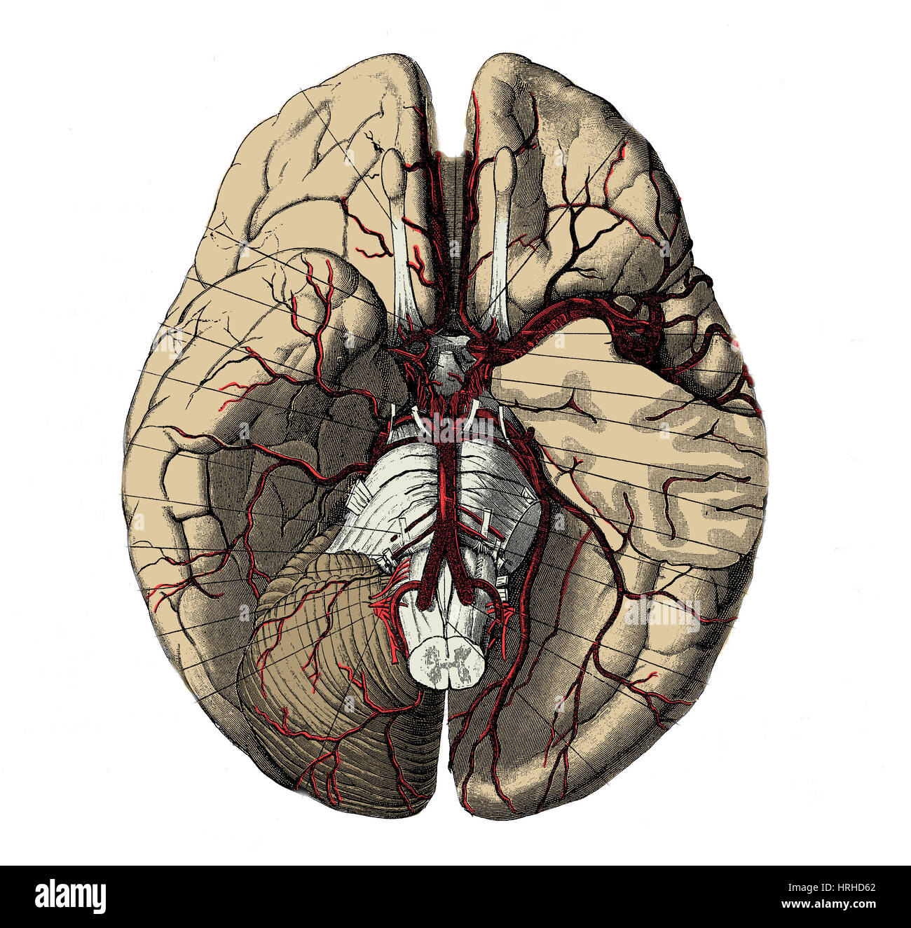 Human brain arteries hi-res stock photography and images - Alamy