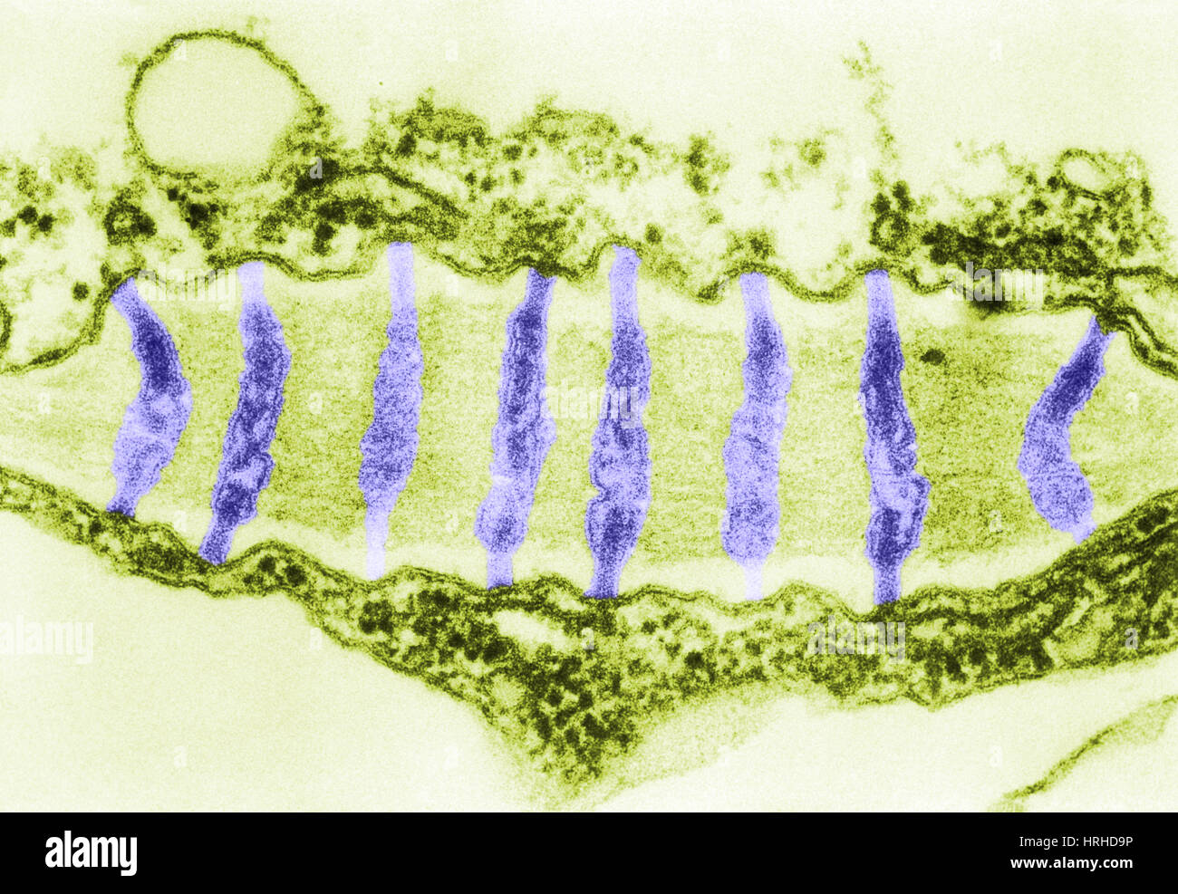 Plant cell tem hi-res stock photography and images - Alamy