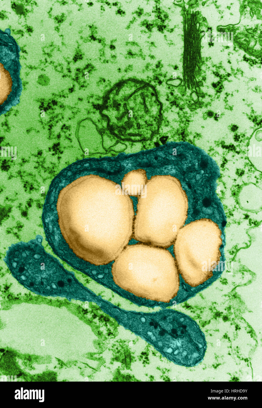 Amyloplast hi-res stock photography and images - Alamy