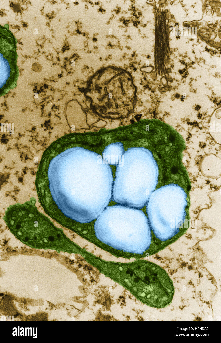 Plastid hi-res stock photography and images - Alamy