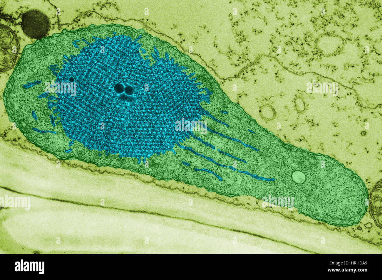 Chloroplast Tem High Resolution Stock Photography and Images - Alamy