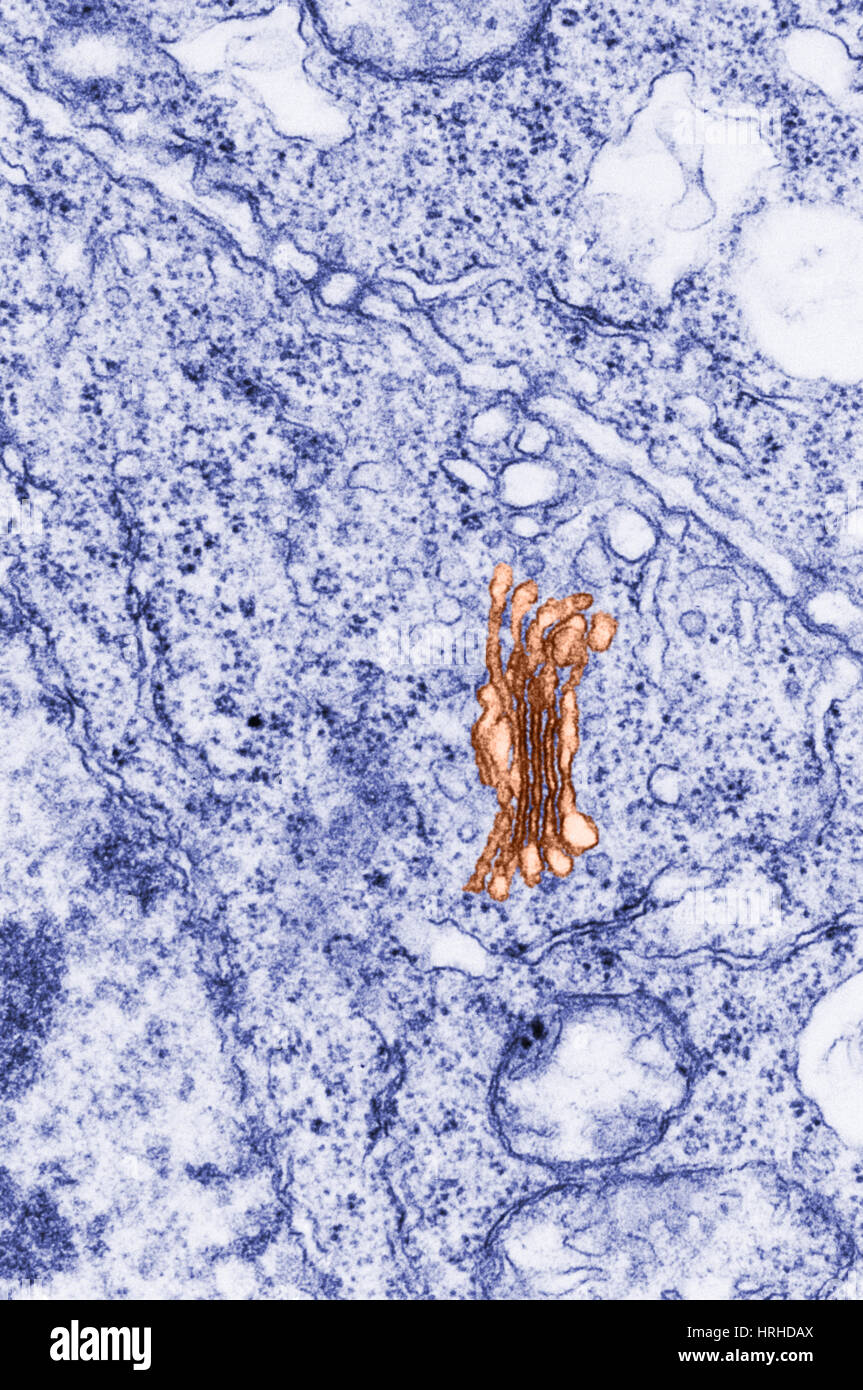 Structure of the golgi apparatus tem hi-res stock photography and ...